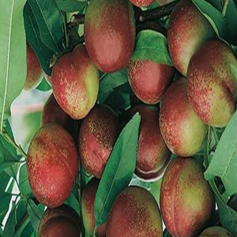 Arm King Nektarin - Kemal Cüce Tarım